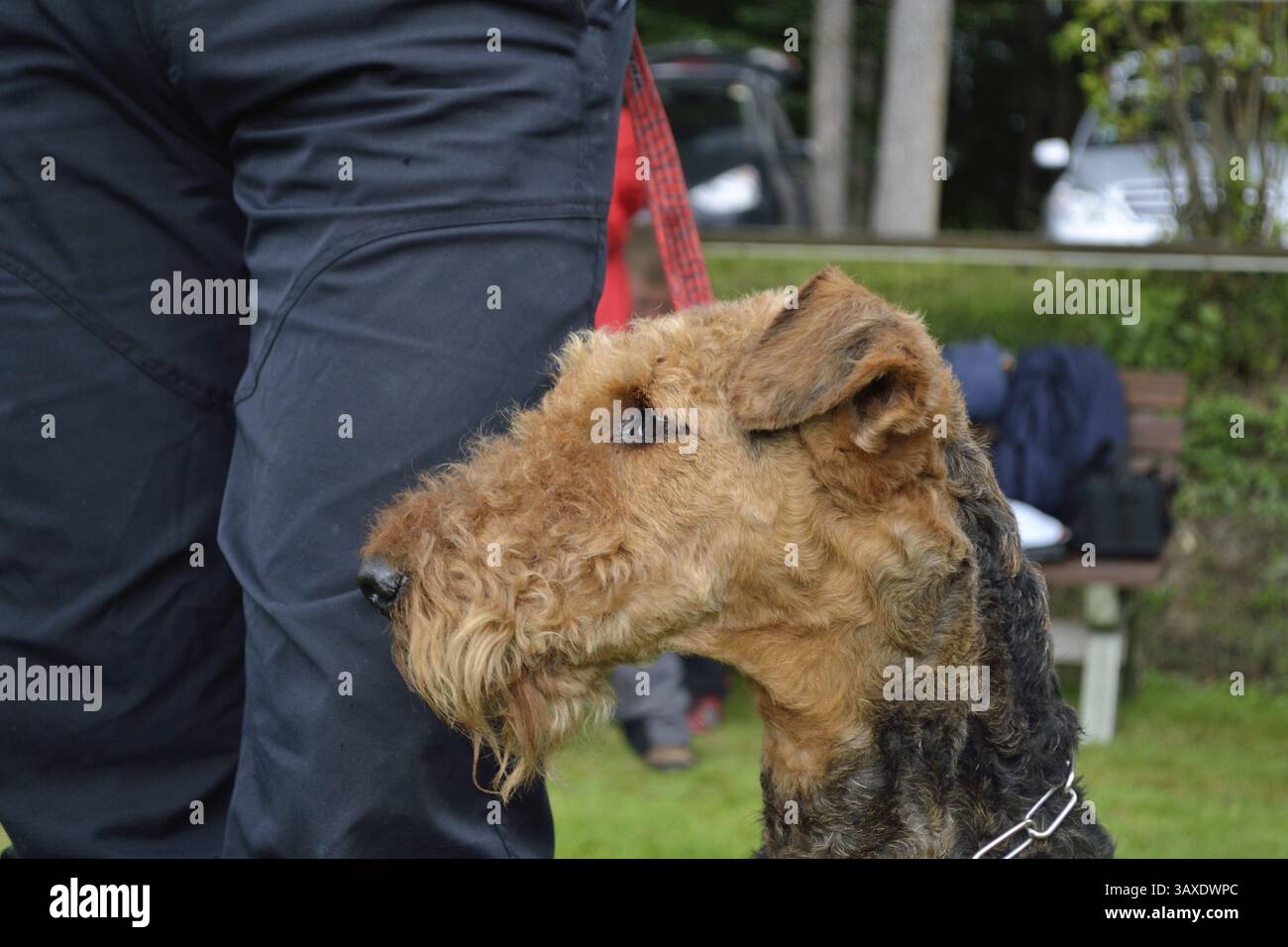 Dog owner keeps dog on a lead next to him Stock Photo - Alamy