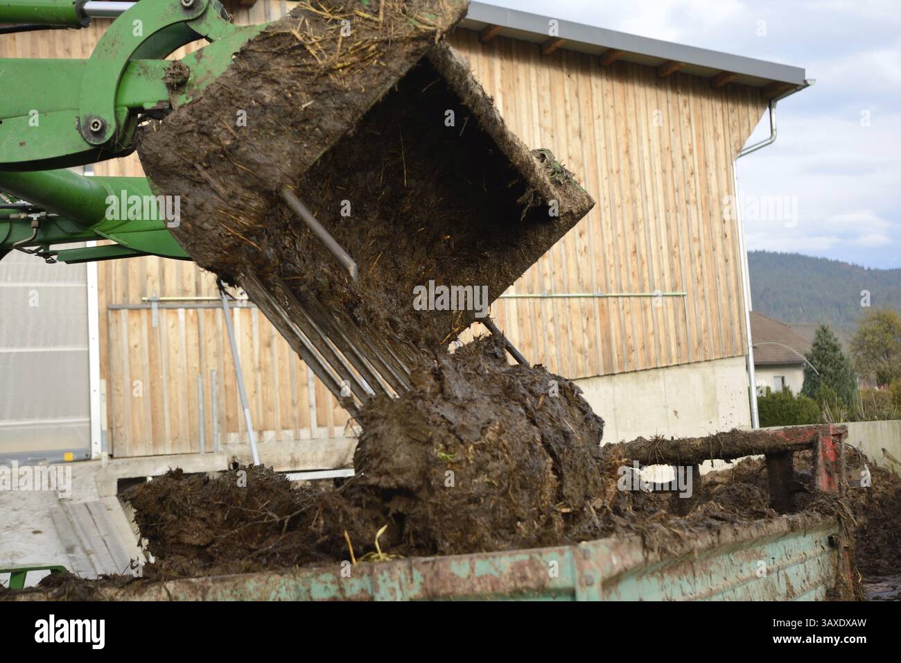 Cow manure is loaded into the manure spreader with a tractor Stock ...