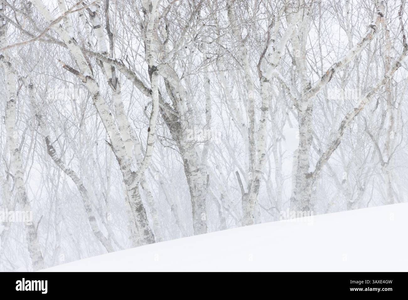 Branches blowing in wind front hi-res stock photography and images - Alamy