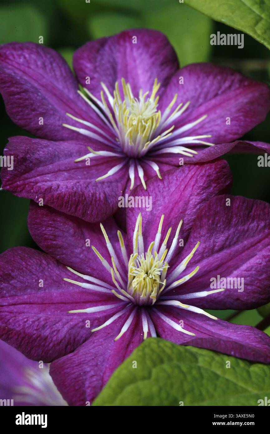 August 9, 2016 - Cornucopia, Wisc, USA - Clematis in bloom at the ...