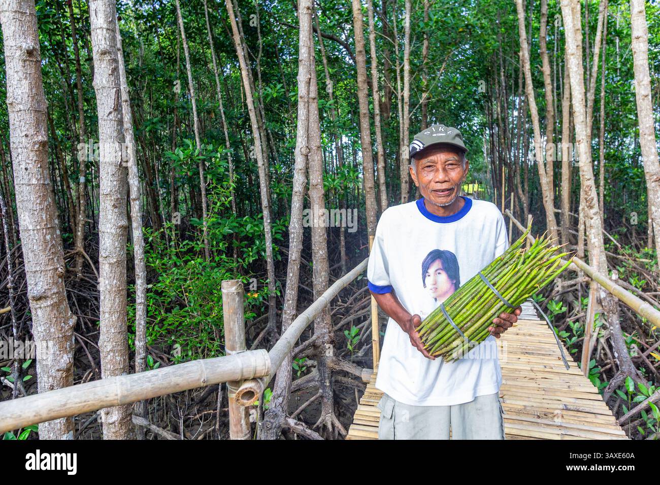 An elderly man holds mangrove propagules while standing on a bamboo ...
