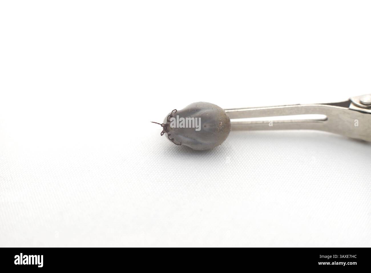 Macro of a swollen tick lying sideways showing its underside. A hair ...