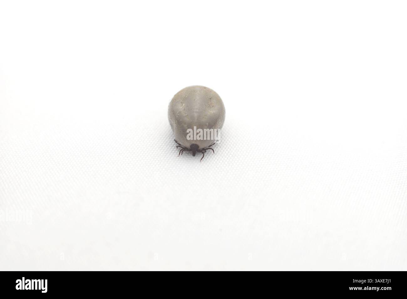 Skinborne hi-res stock photography and images - Alamy