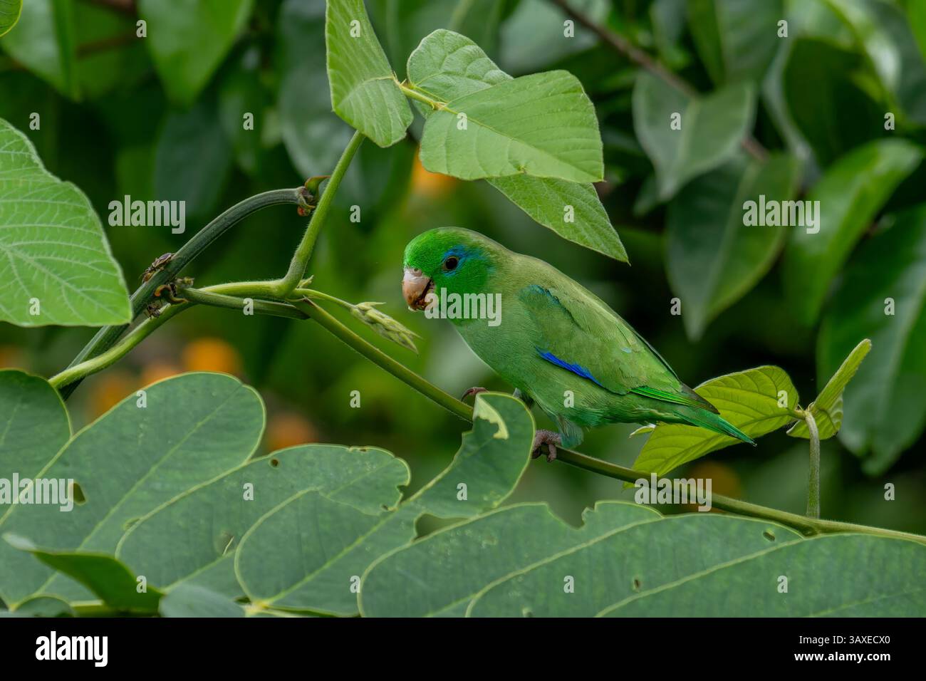 A male Spectacled Parrotlet, Forpus conspicillatus, eating leaf buds in ...