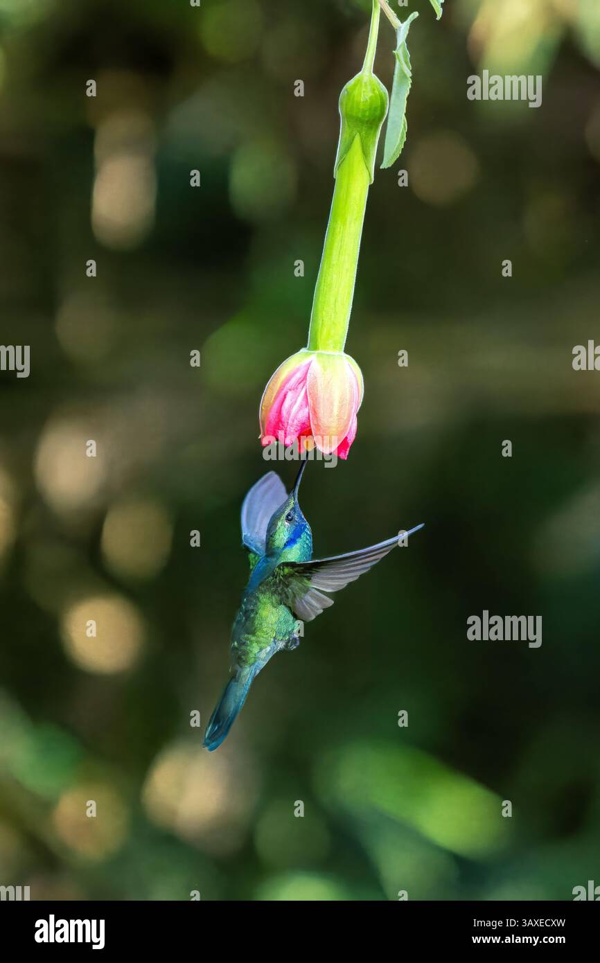A Sparkling Violetear, Colibri coruscans, feeding on a passionflower in ...
