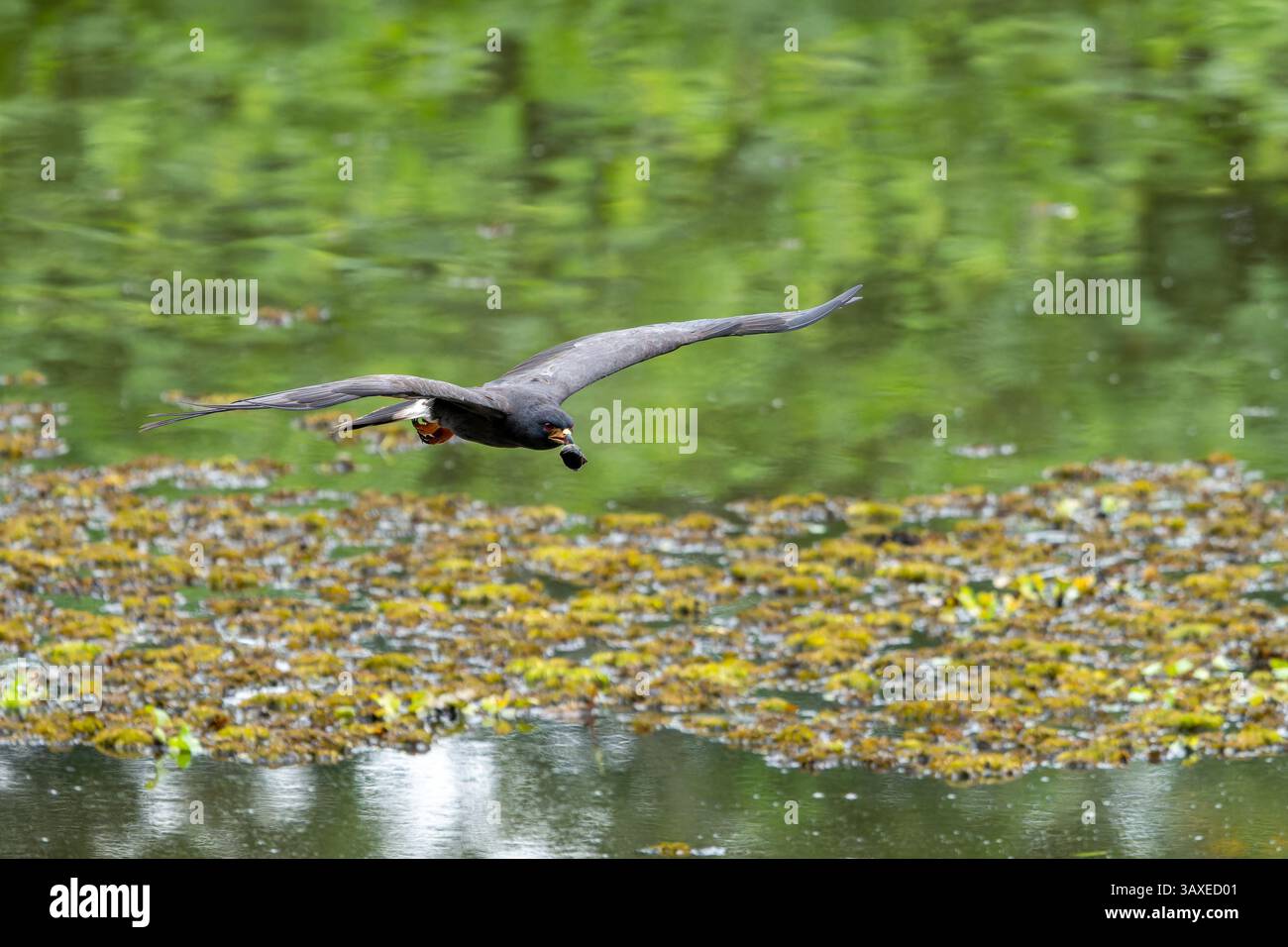 A male Snail Kite in flight in the Sonso Lagoon Nature Reserve with an ...