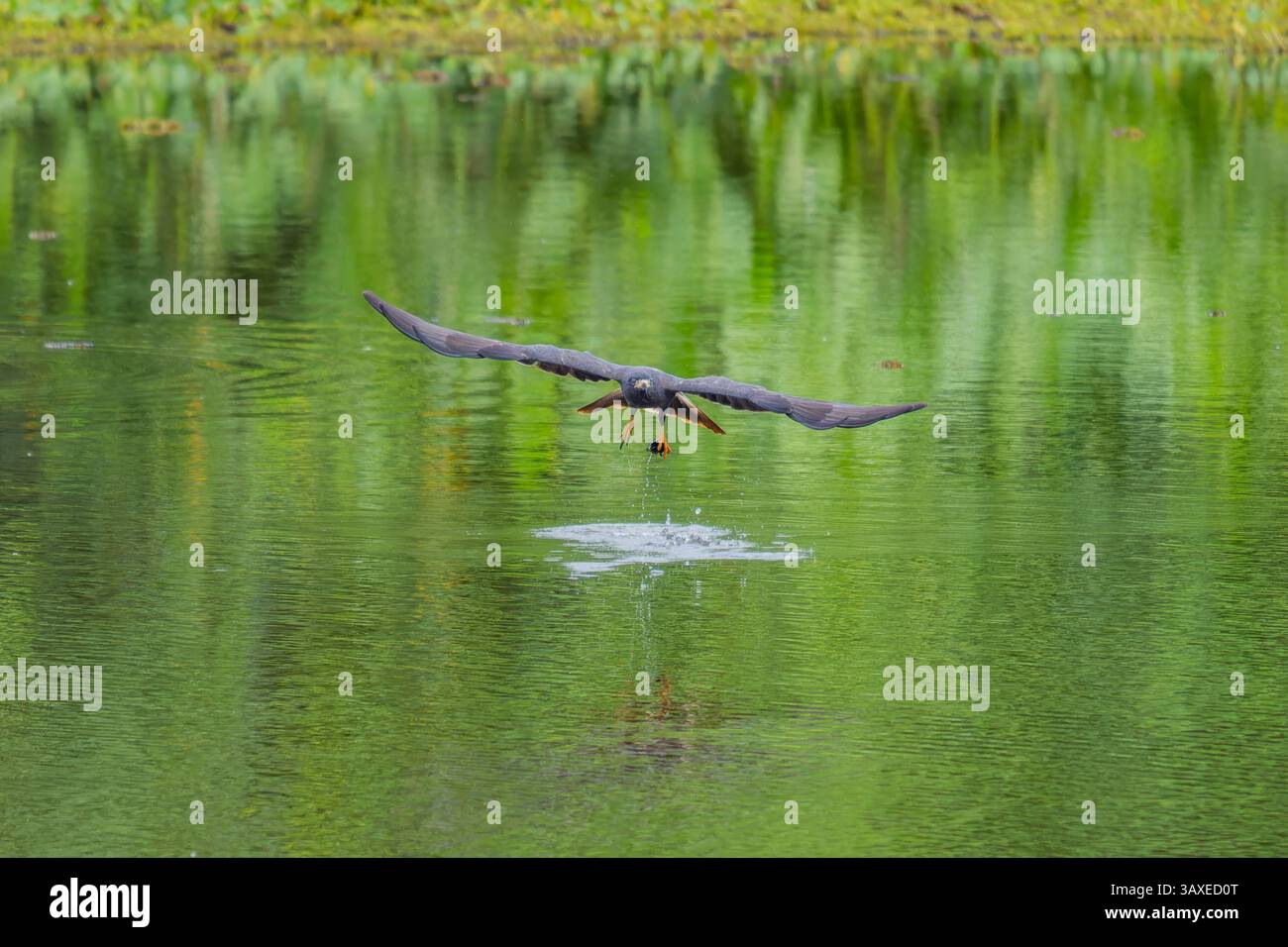 A Snail Kite snatches an apple snail from the water in the Sonso Lagoon ...