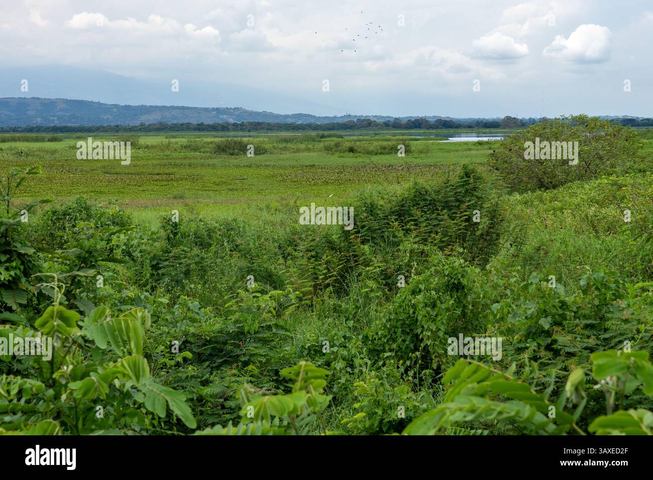 The wetlands in dry season at the Sonso Lagoon Nature Reserve in ...
