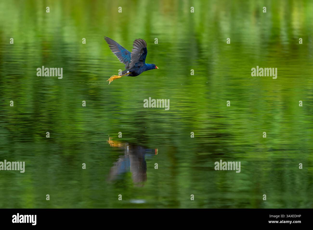 A Common Gallinule, Gallinula galeata, in flight in the Sonso Lagoon ...