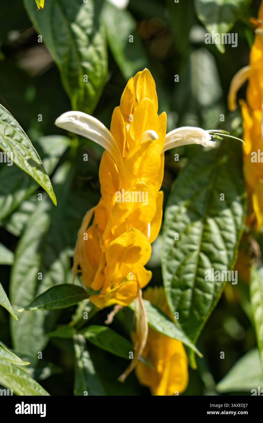 A Golden Shrimp Plant, Pachystachys lutea, in bloom in a garden in ...