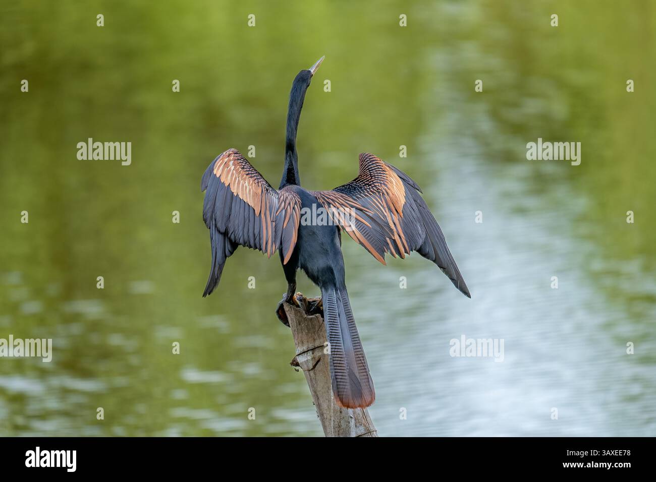A male Anhinga, Anhinga anhinga, drying its wings in the Sonso Lagoon ...