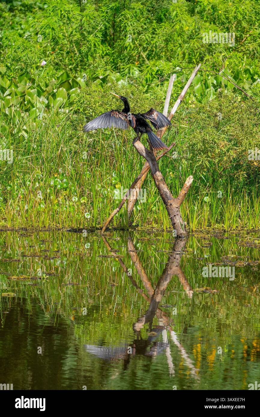 A male Anhinga, Anhinga anhinga, drying its wings in the Sonso Lagoon ...