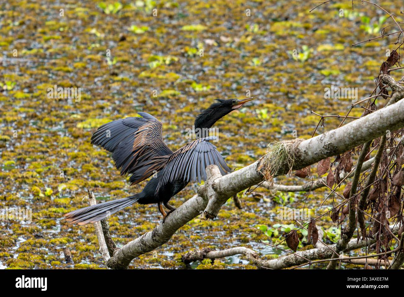 A male Anhinga, Anhinga anhinga, drying its wings in the Sonso Lagoon ...