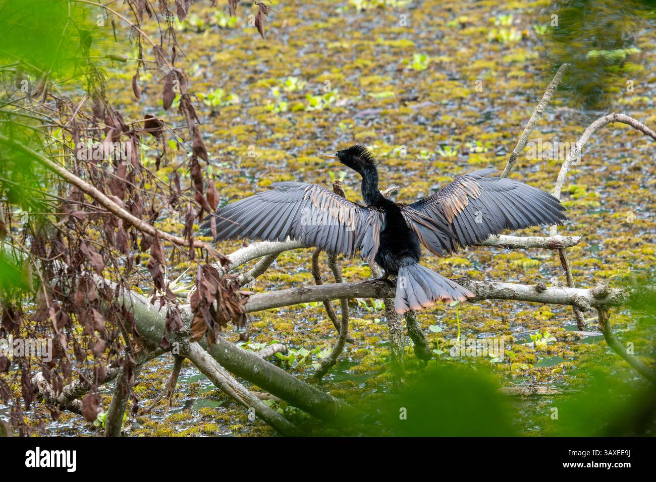 A male Anhinga, Anhinga anhinga, drying its wings in the Sonso Lagoon ...
