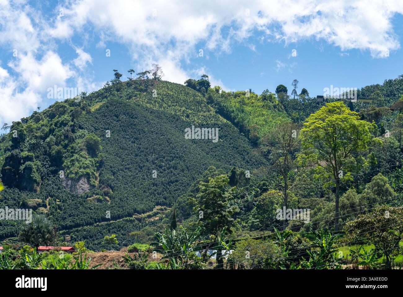 Coffee plants plantations farms nature hi-res stock photography and ...