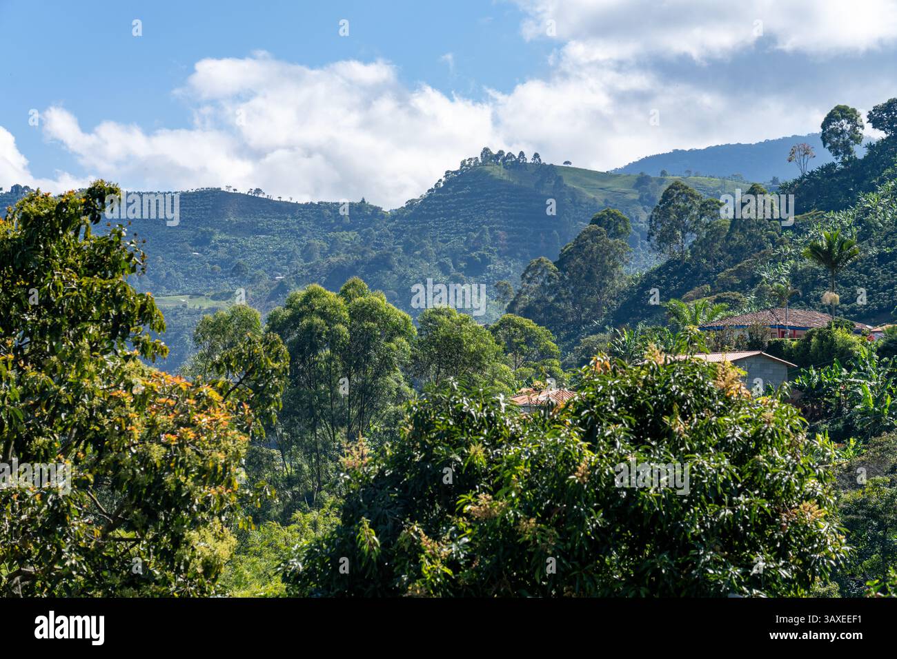 Small, family coffee farms or plantations on the hillsides near Jardin ...