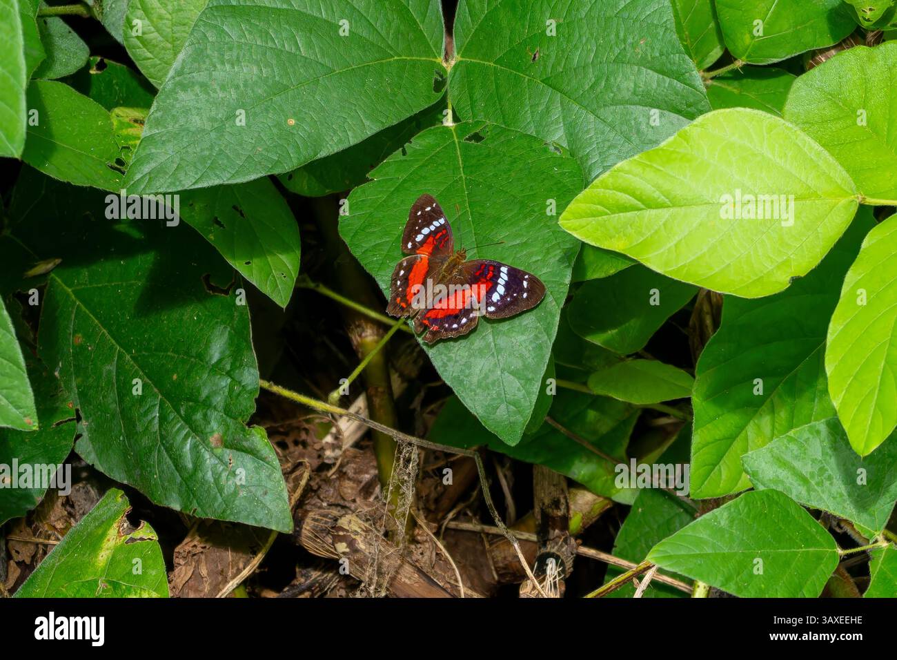 The Brown Peacock Butterfly, Anartia amathea, in the Sonso Lagoon ...