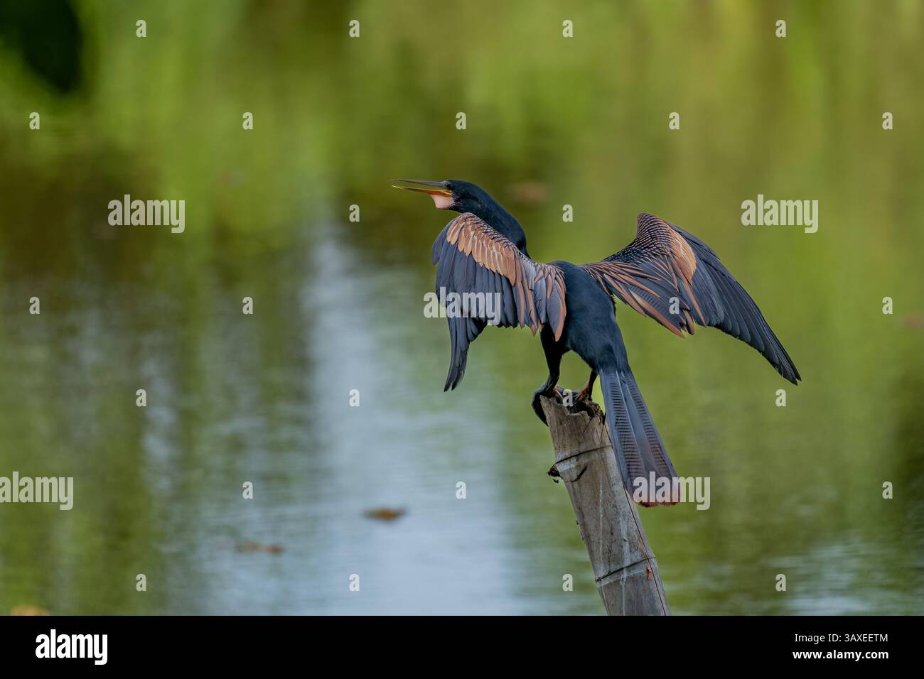 A male Anhinga, Anhinga anhinga, drying its wings in the Sonso Lagoon ...