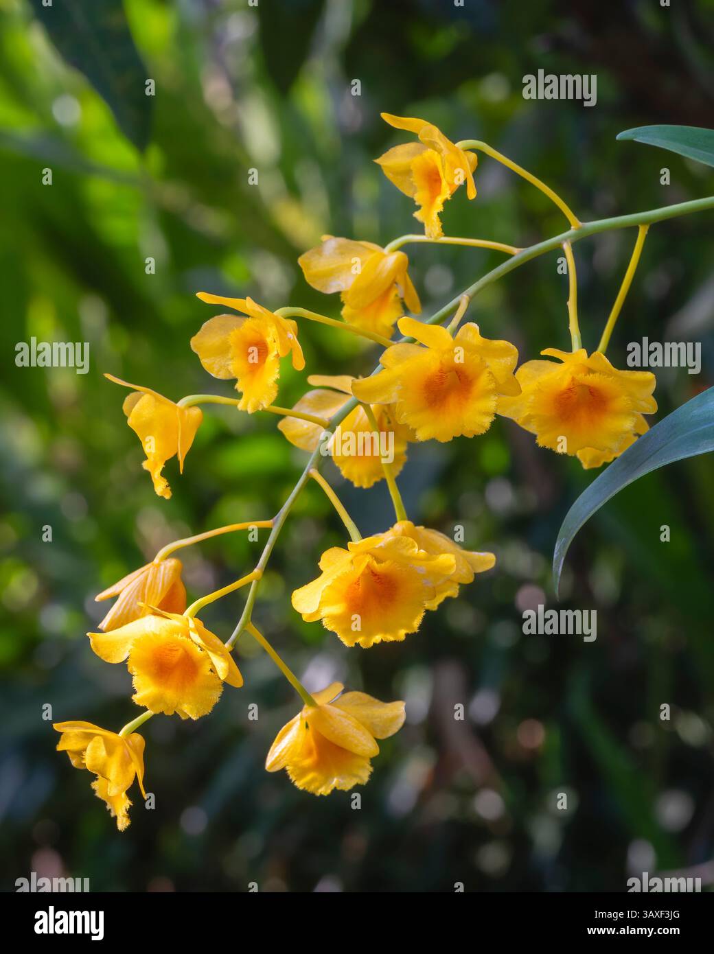 Dendrobium orchid leaves hi-res stock photography and images - Alamy