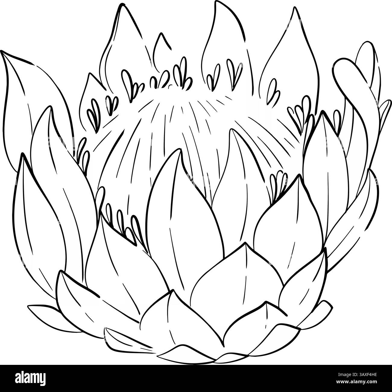 Vector flower of Protea, tropical botanical illustration. Exotic summer ...