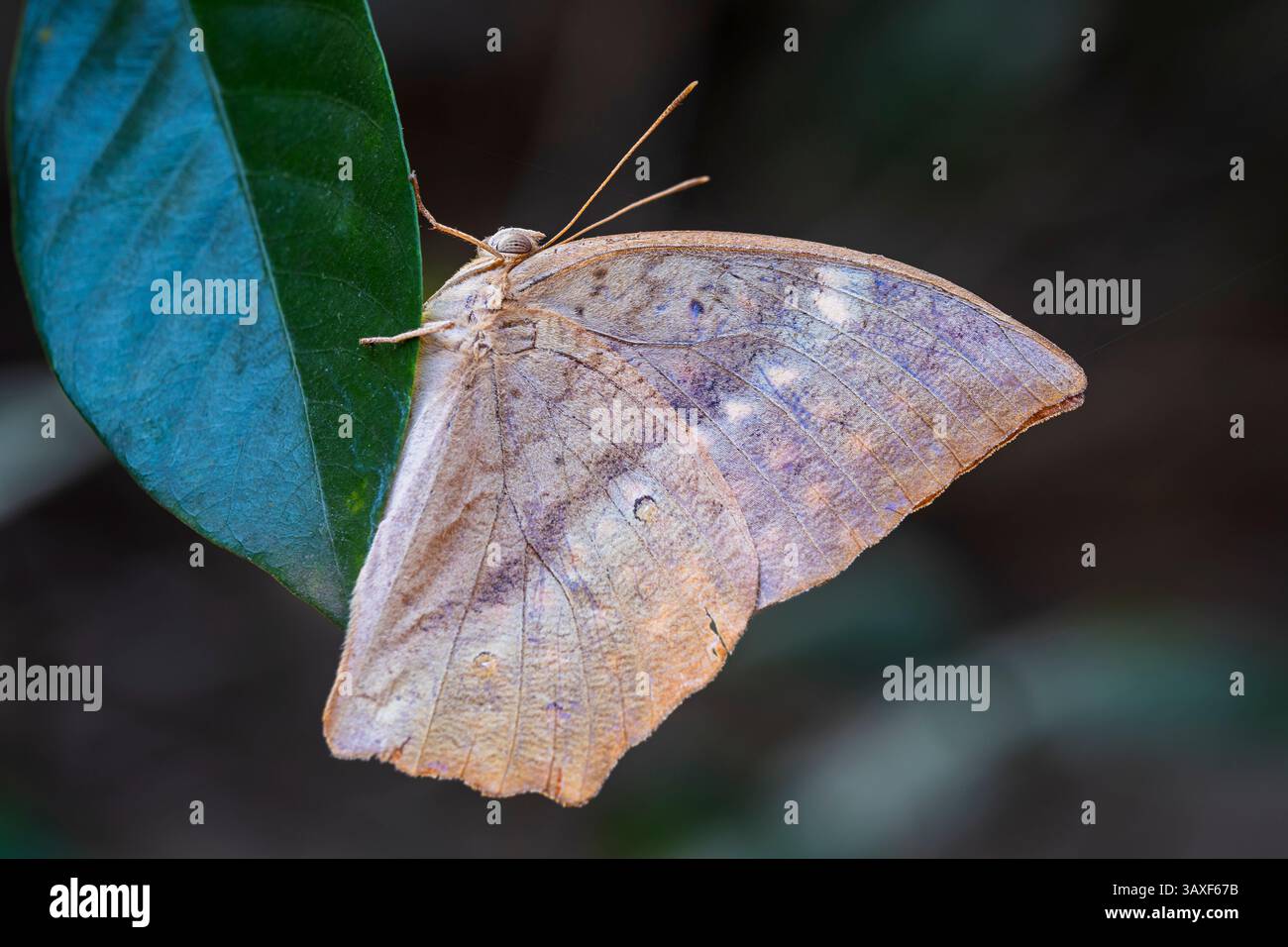 Common duffer hi-res stock photography and images - Alamy