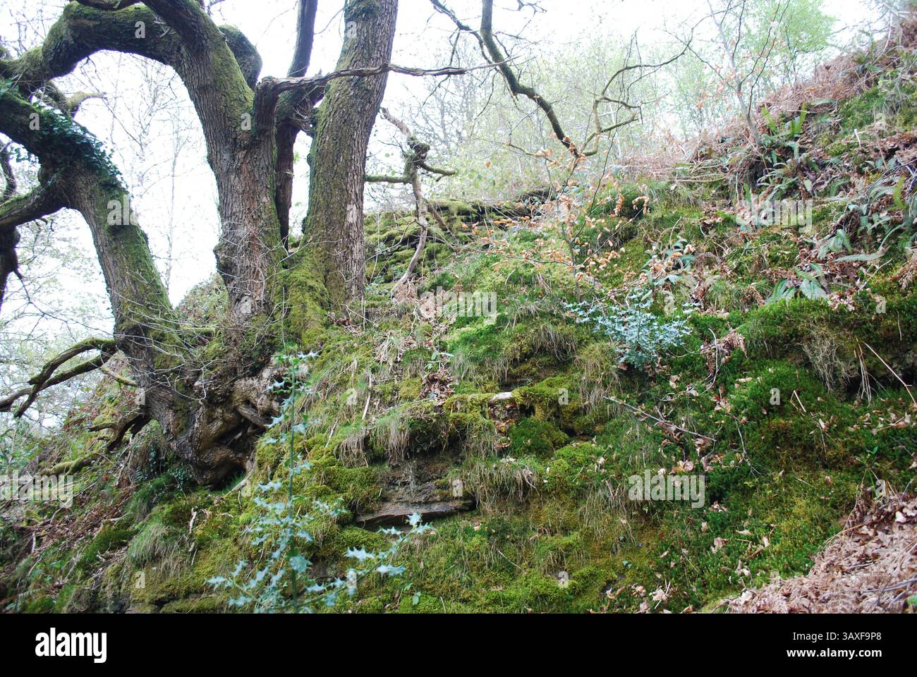 Mountain path in Crumlin, Gwent, Wales Stock Photo - Alamy