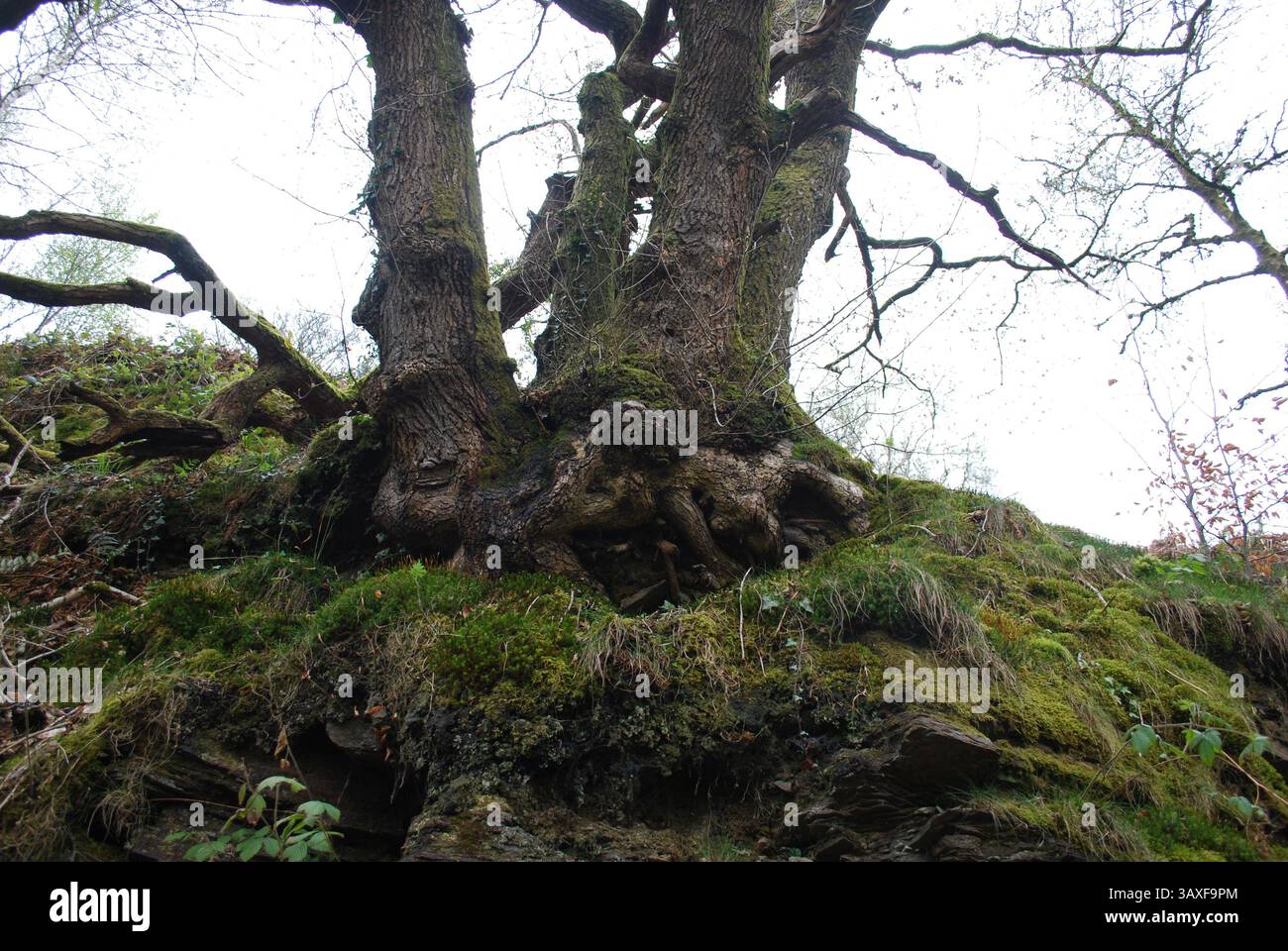 Mountain path in Crumlin, Gwent, Wales Stock Photo - Alamy
