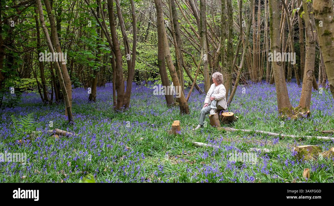 Brighton UK 21st April 2025 - A walker stops to admire a carpet of bluebells in bloom in The ...