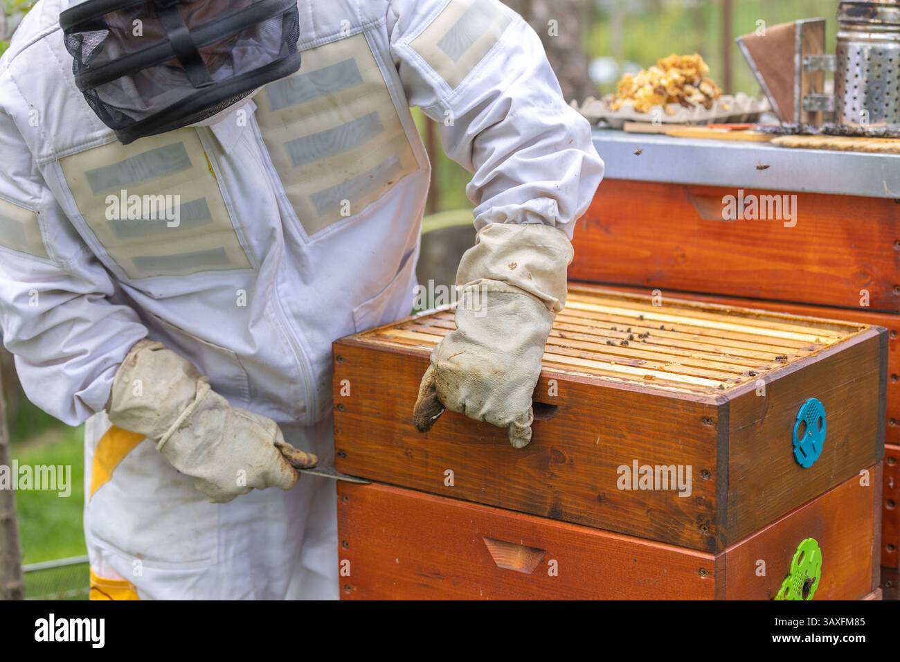 Beekeeper opening beehive using hive tool wearing protective suit in ...