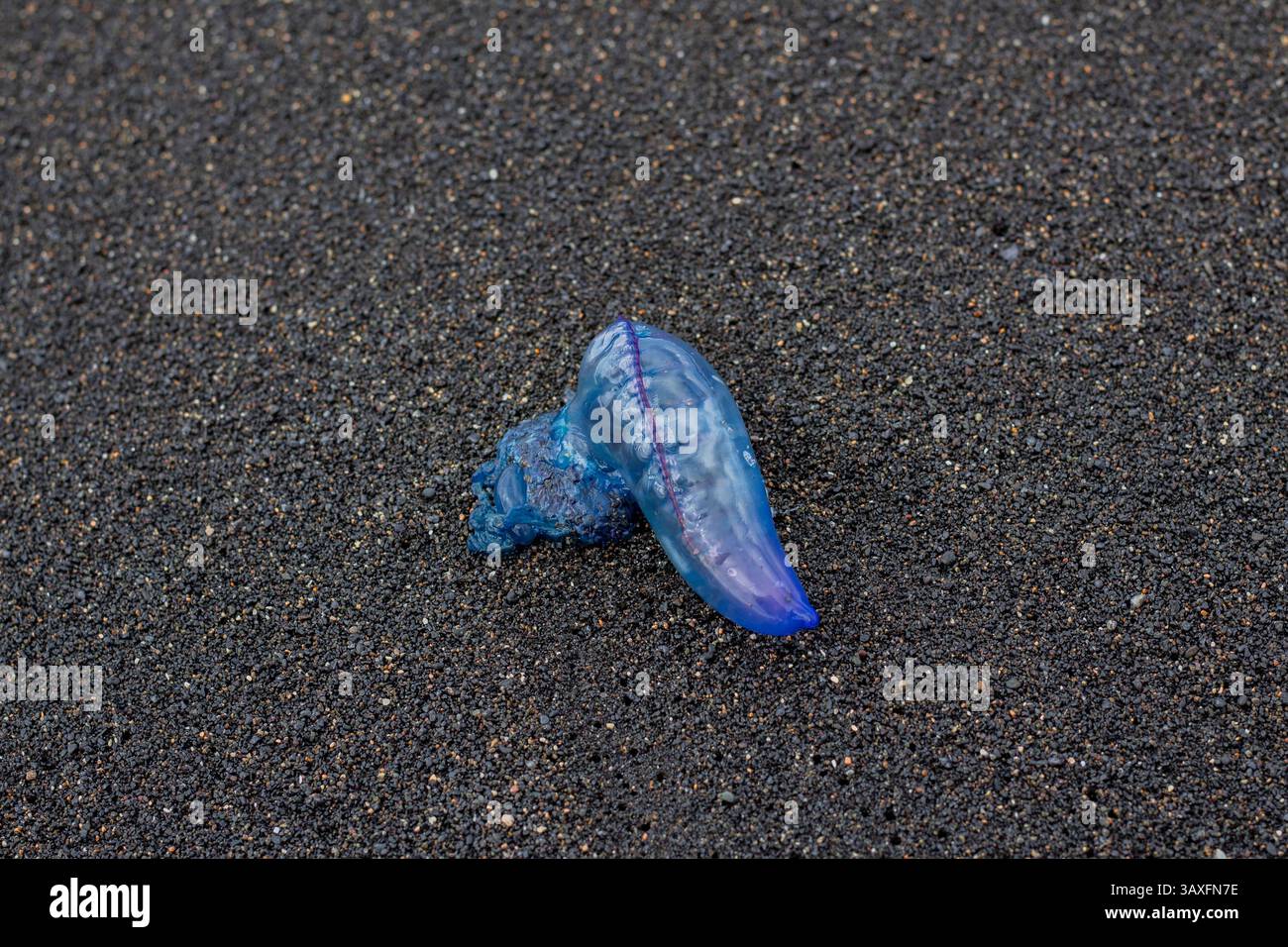 A beached Portuguese man o’ war lies on dark volcanic sand. Macro image ...