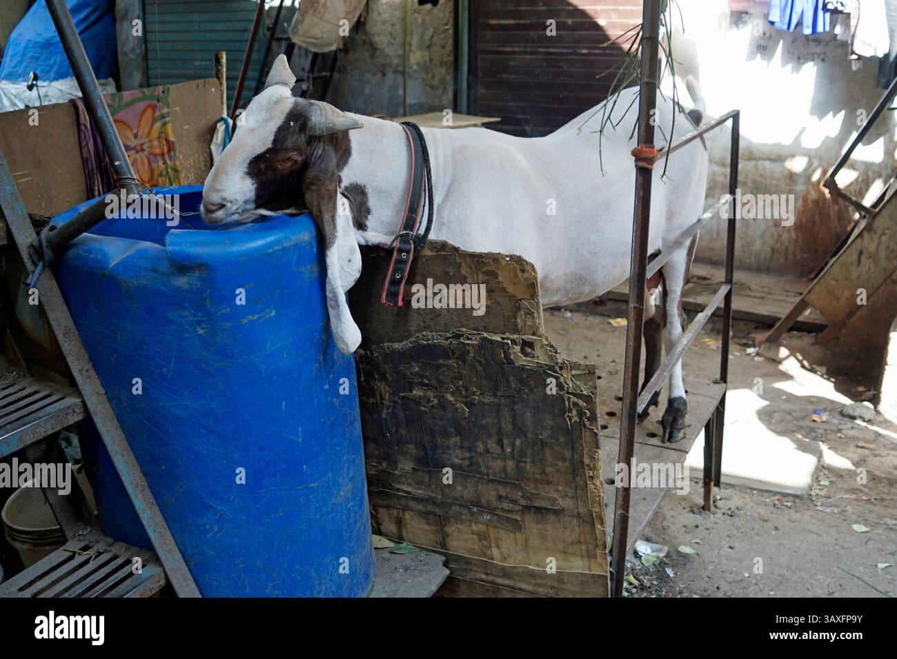 housing area at the dharavi slum in mumbai in india Stock Photo - Alamy