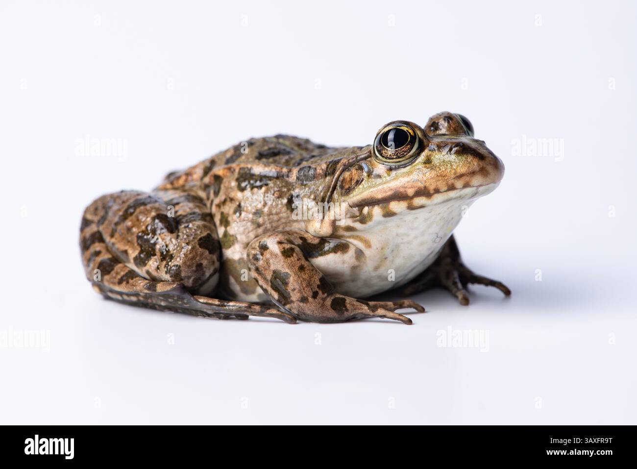 Edible frog sitting on white background Stock Photo - Alamy