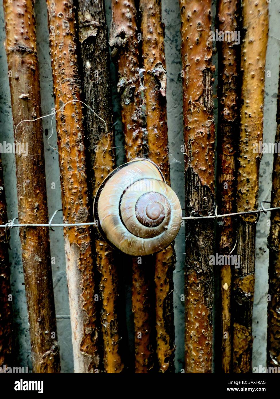 Snail shell resting on weathered wooden sticks, showcasing intricate ...