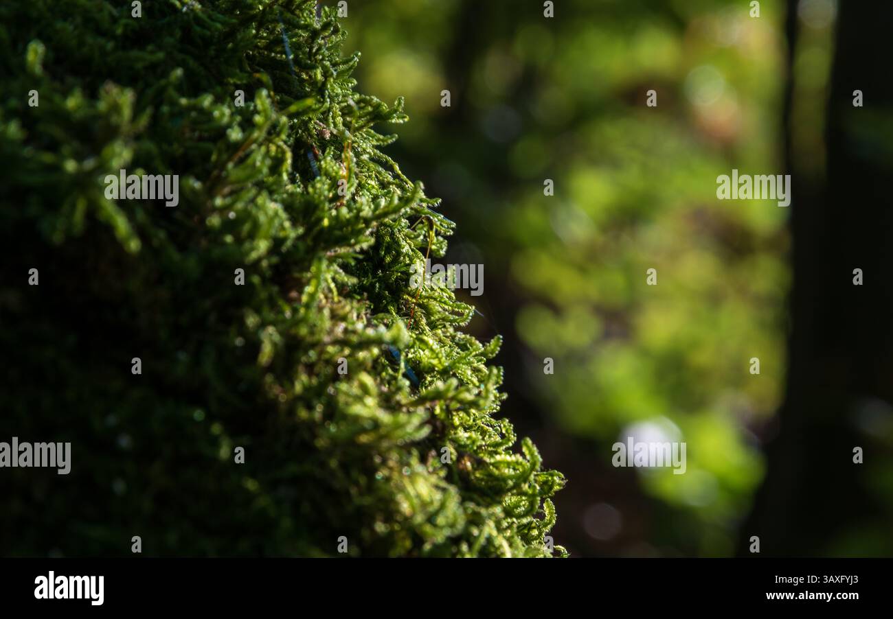 Sunlit moss on tree bark close up, detail from deciduous forest Stock ...