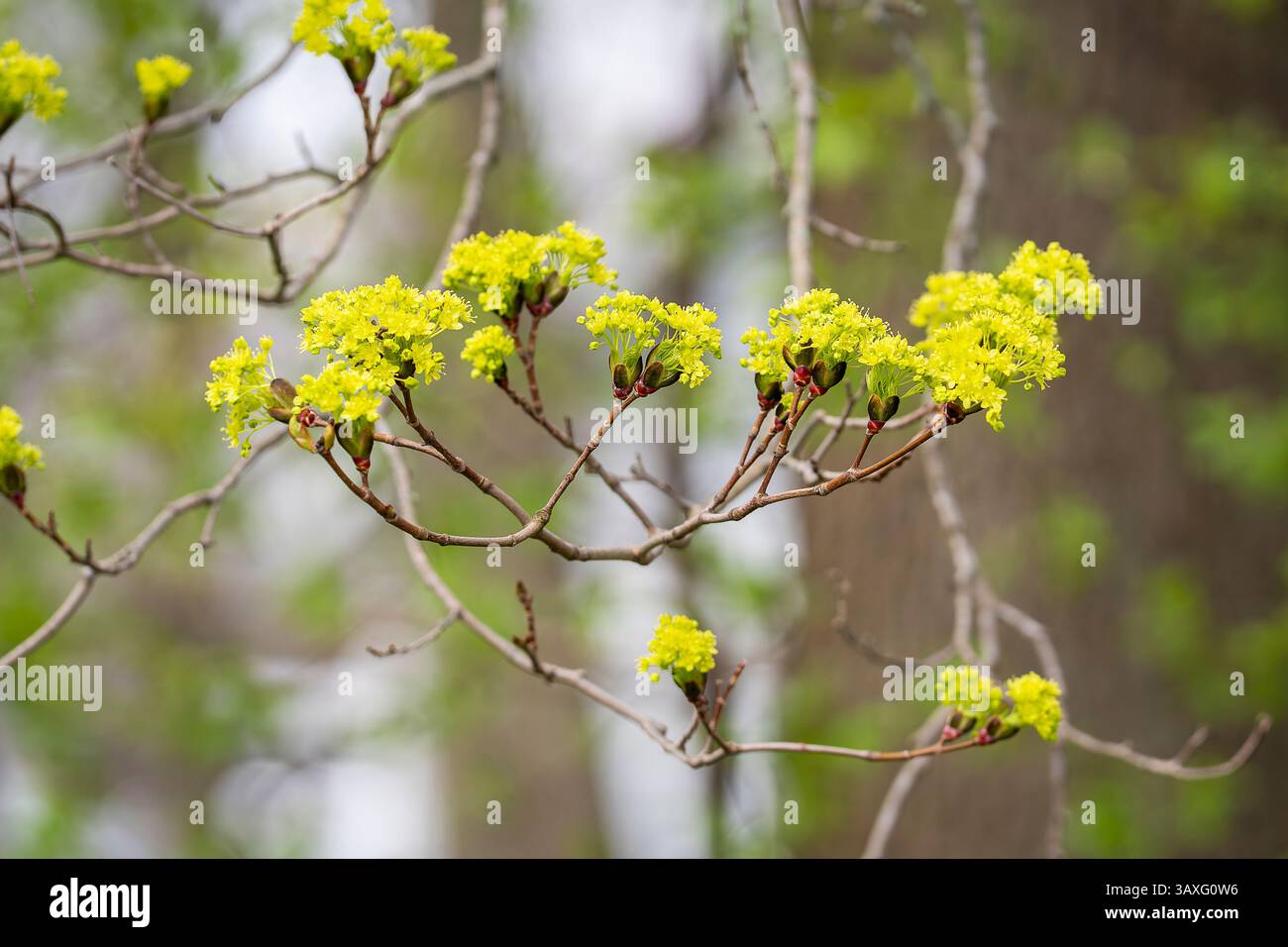 Flowering Norway maple (Acer platanoides), branch with blossoms ...