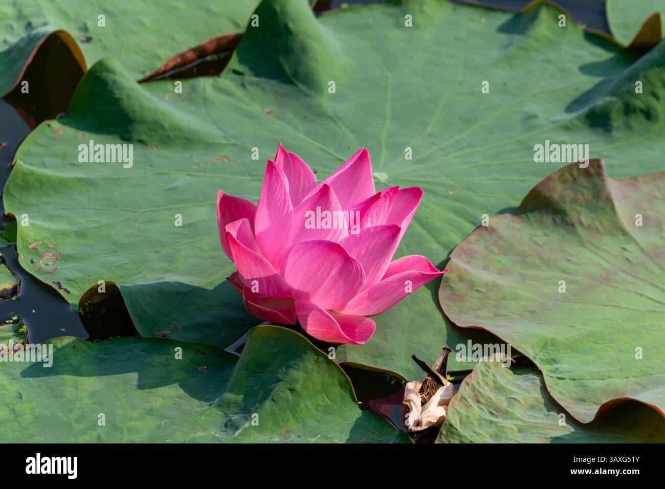 A Sacred Lotus lilly in a castle moat in Chiang Mai in northern ...