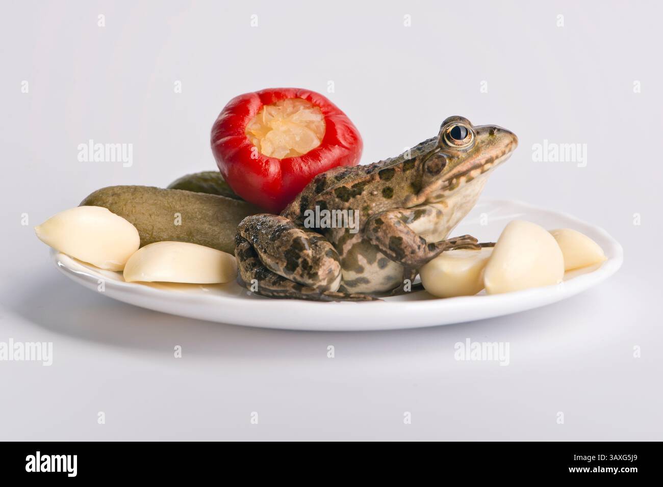 Edible frog sitting on a plate with pickles Stock Photo - Alamy