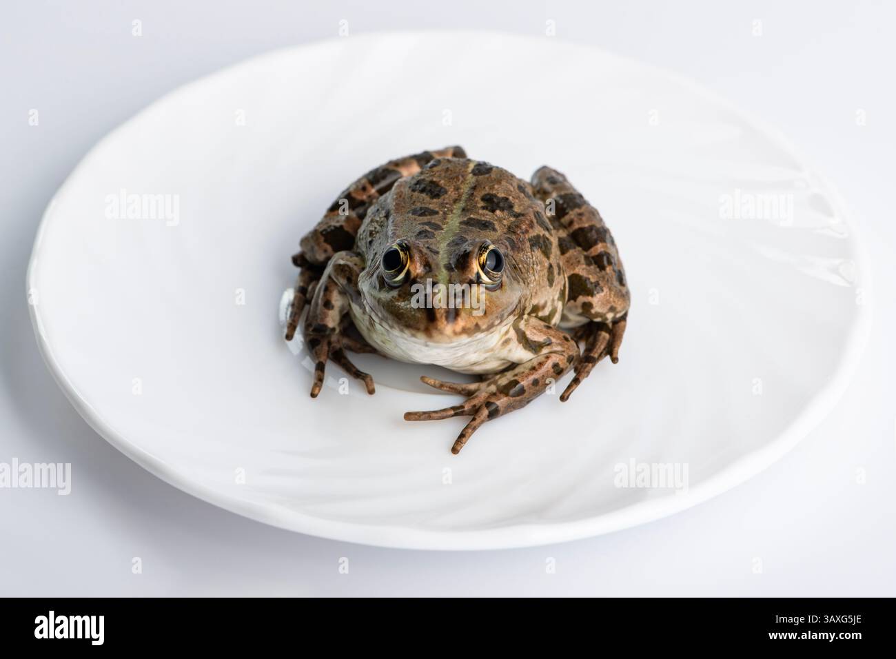 Edible frog sitting on a plate Stock Photo - Alamy