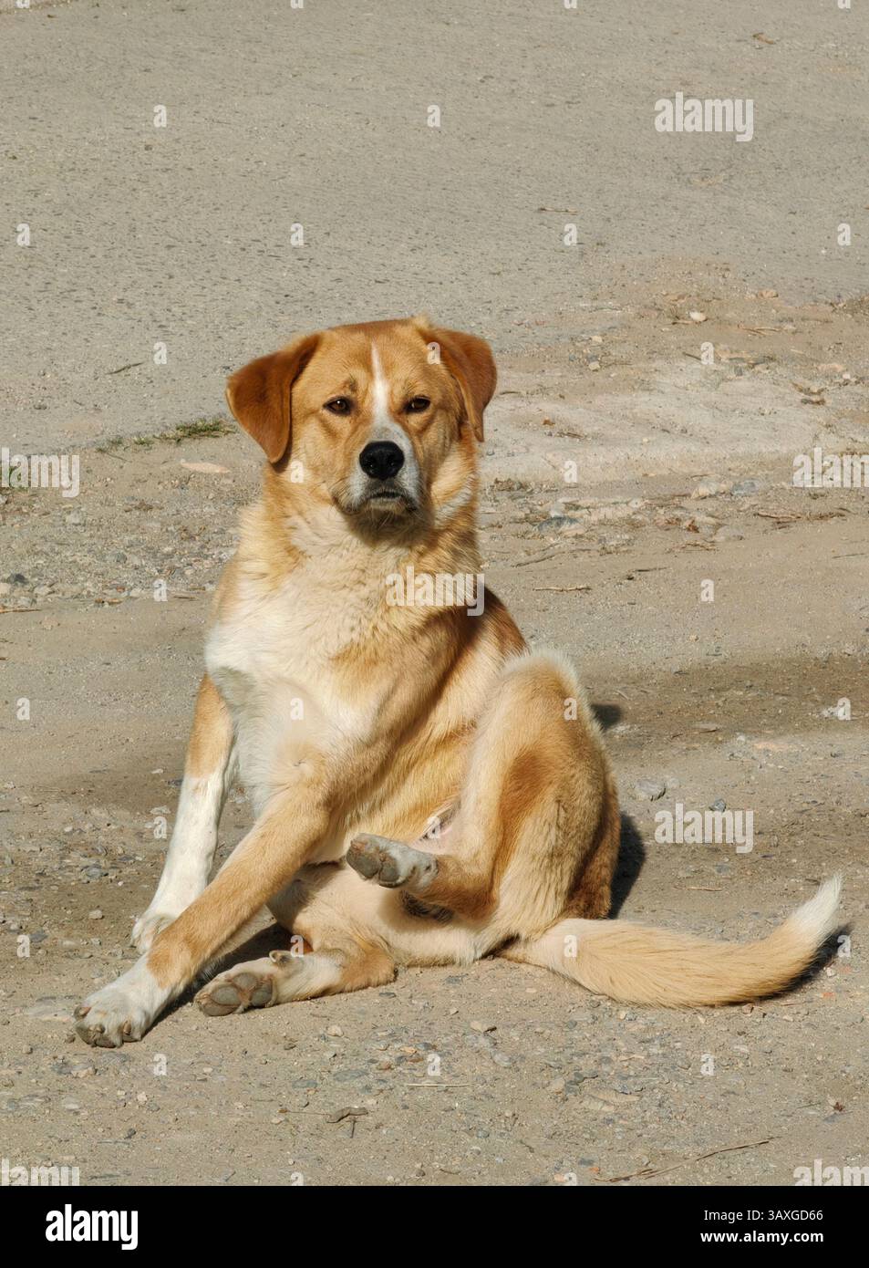 Friendly Neighbor: Portrait of an Austrian Pinscher. Goofy Pose Stock ...