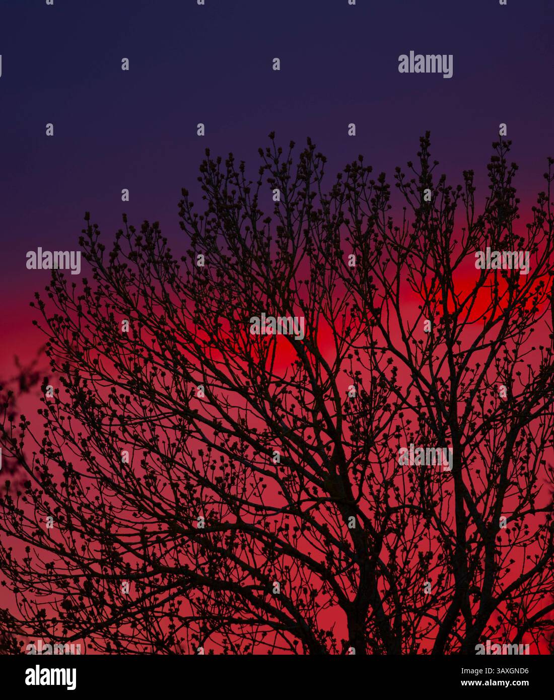 Silhouette eines Baumes vor rotem Himmel bei Sonnenuntergang in Wustrow ...