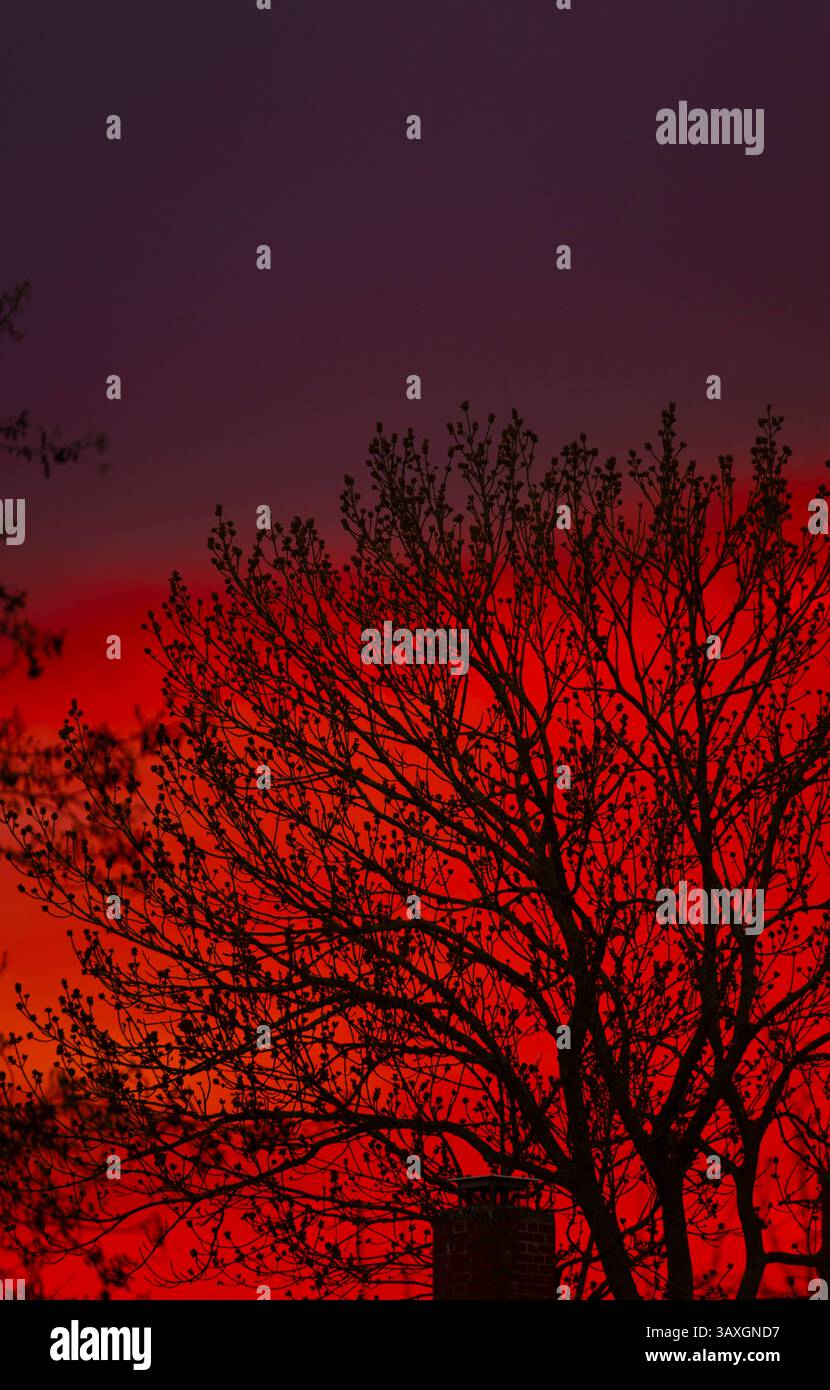 Silhouette eines Baumes vor rotem Himmel bei Sonnenuntergang in Wustrow ...