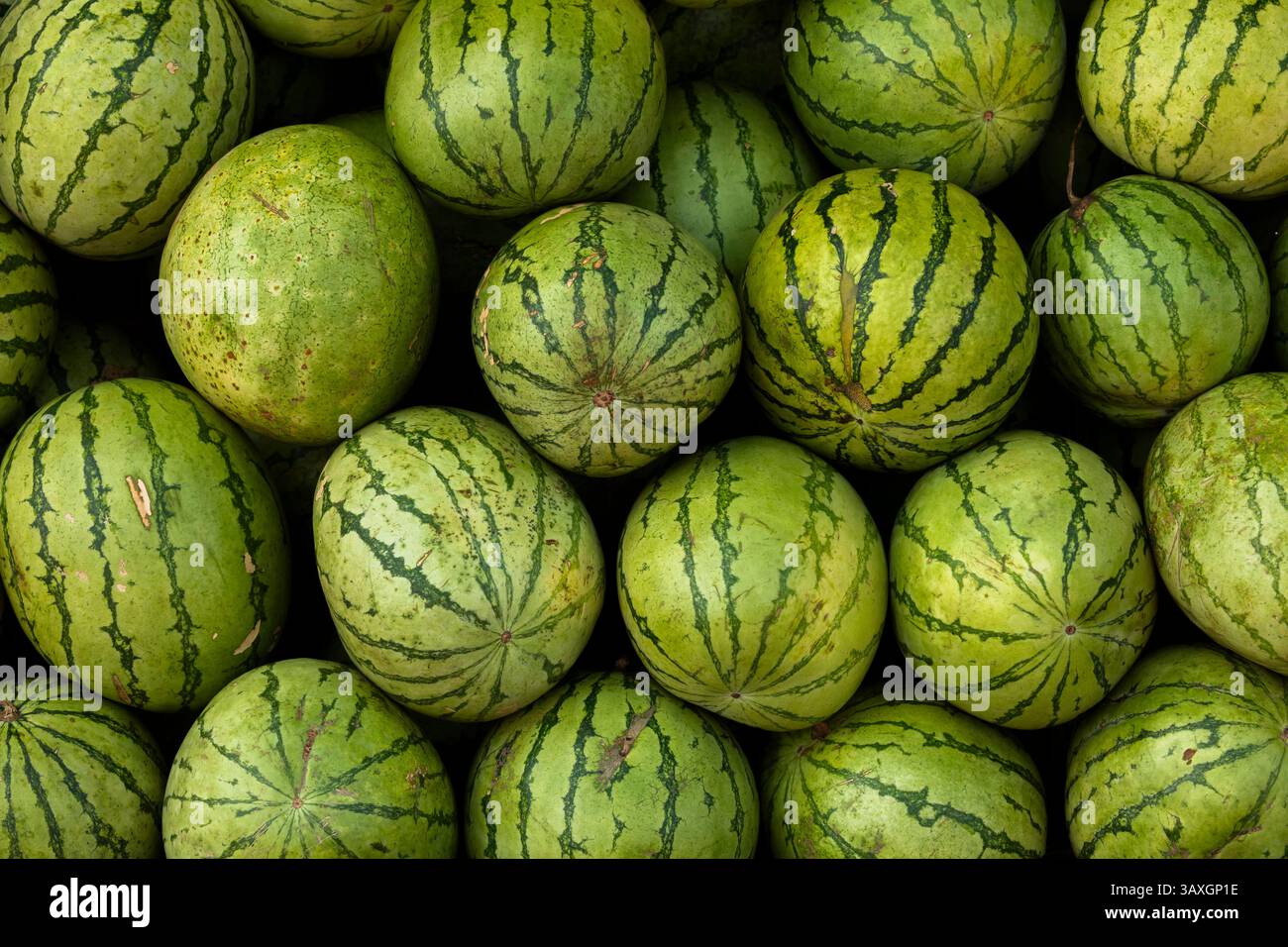 Freshly grown green watermelons form a background of irregular fruit ...