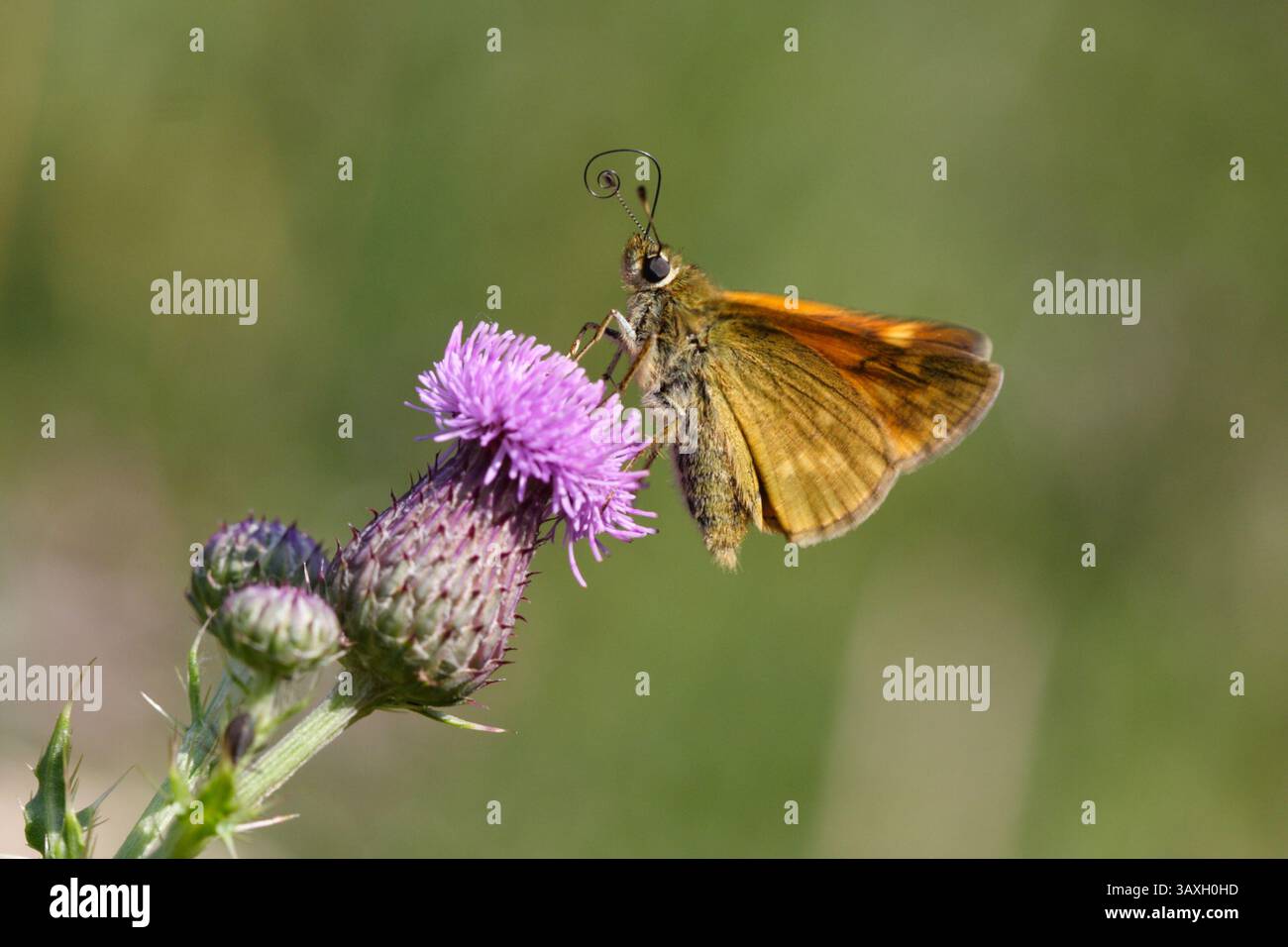 Small Blue Butterfly - the UK;smallest butterfly Stock Photo - Alamy
