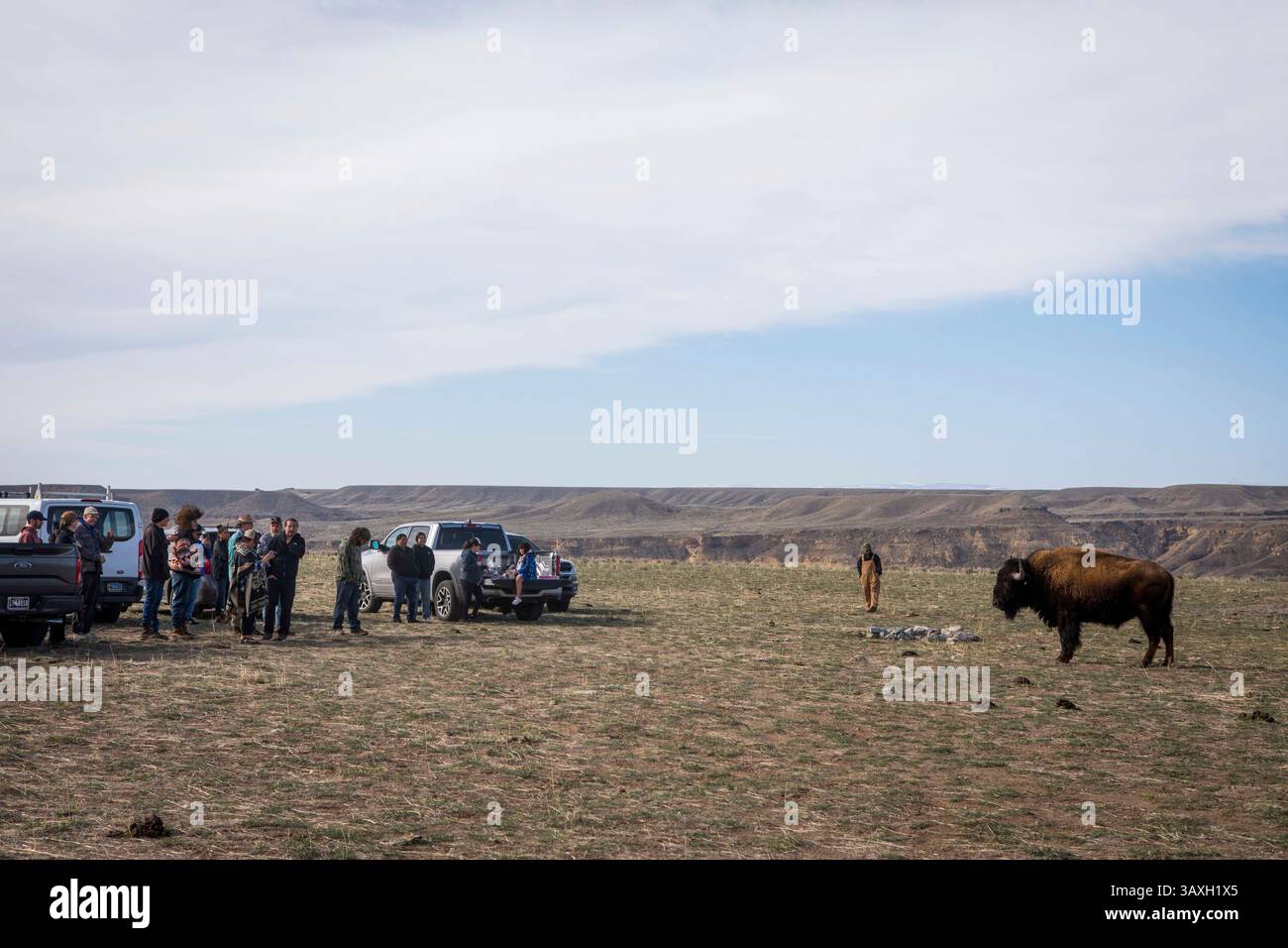 A newly released buffalo wanders in the Eastern Shoshone Buffalo ...