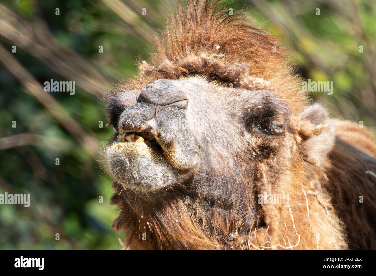 Two humps implied potential hi-res stock photography and images - Alamy