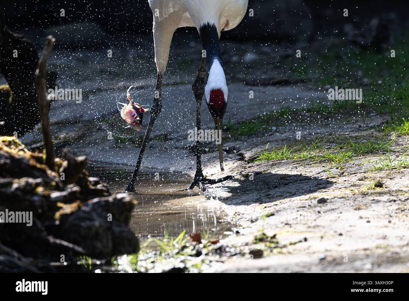 Water action: Bird splashing while feeding. Red-crowned crane in ...