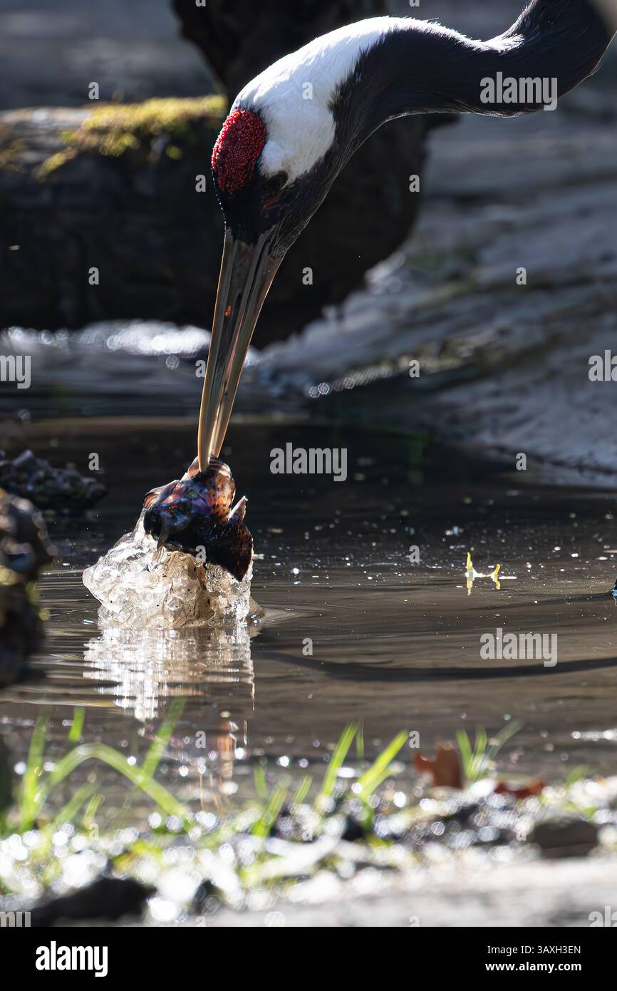 Dynamic splash! Red-crowned crane foraging/feeding in water. Capturing ...