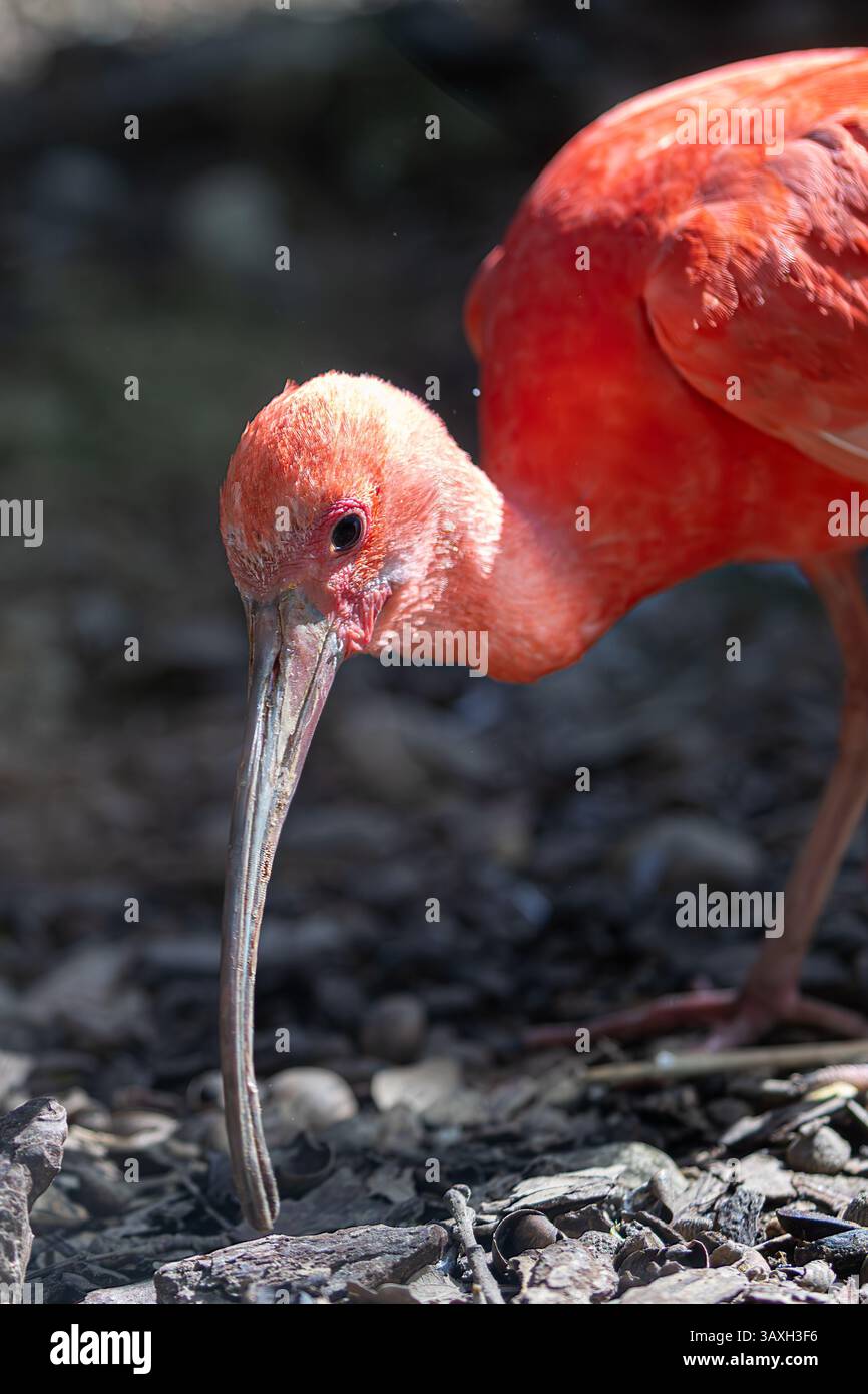 Scarlet ibis foraging detail hi-res stock photography and images - Alamy