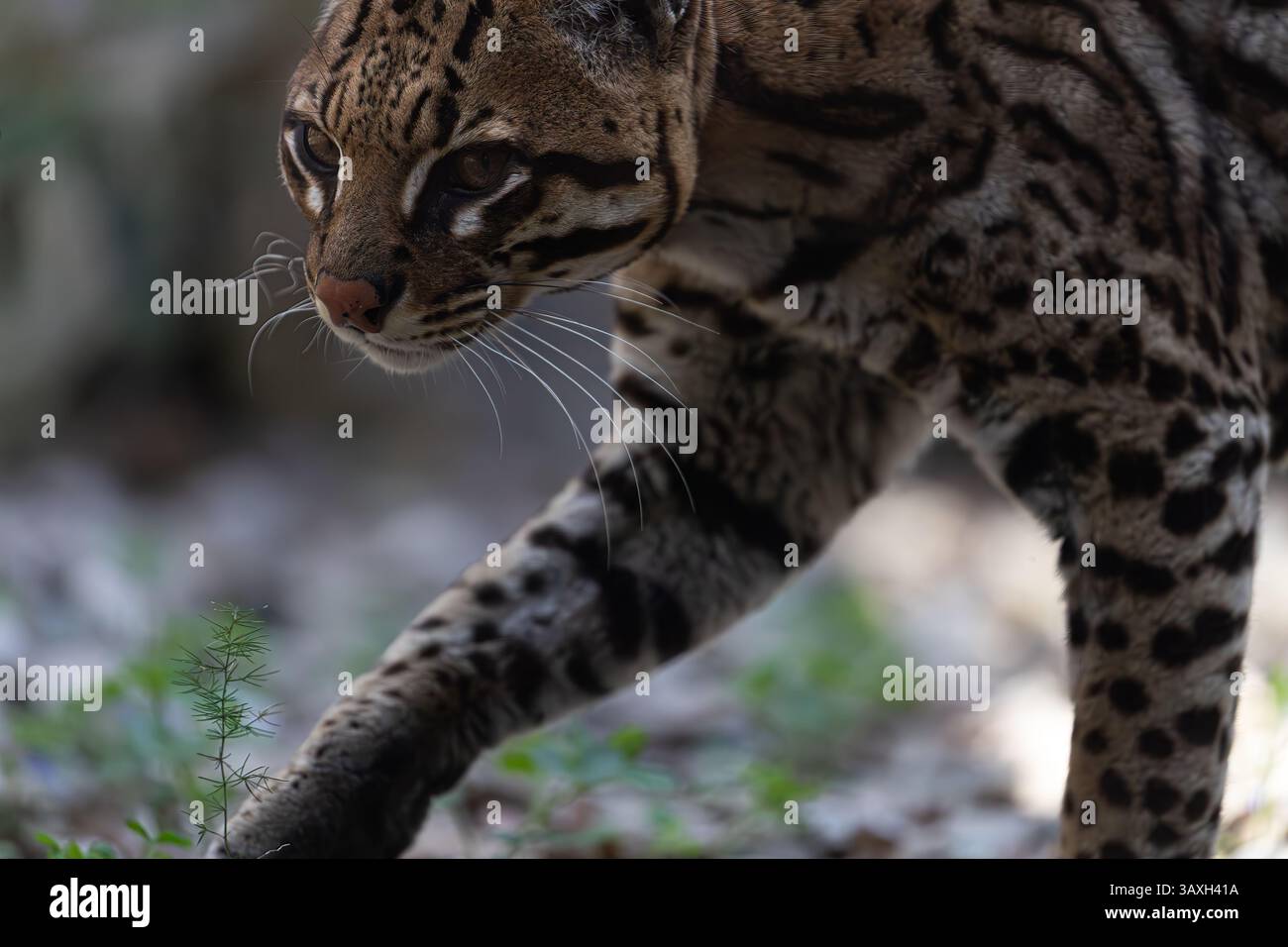 Ocelot walking forward, exploring its habitat. Dynamic pose of a ...