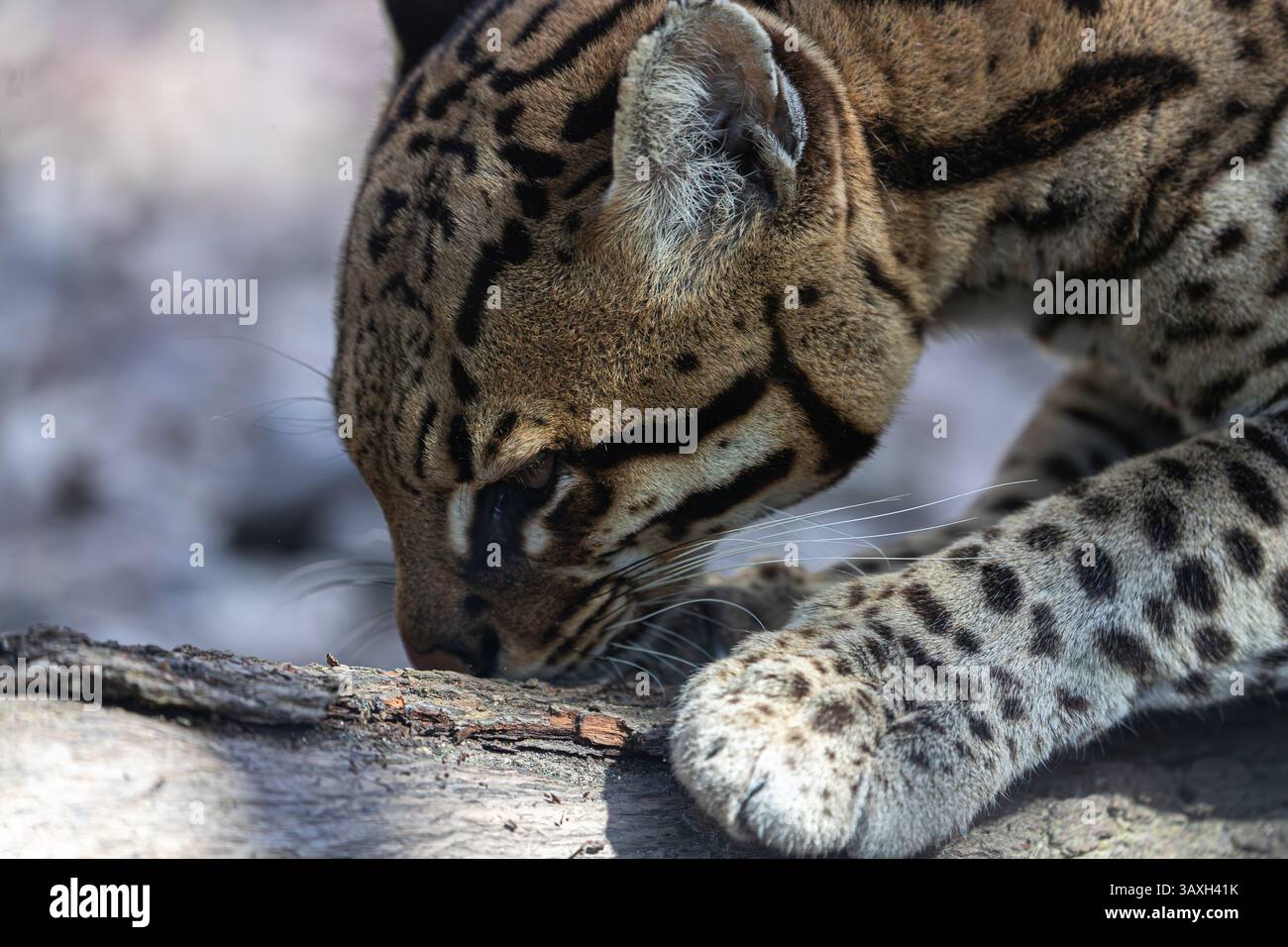 Extreme close-up: Ocelot nose sniffing a log. Shows curious behavior ...